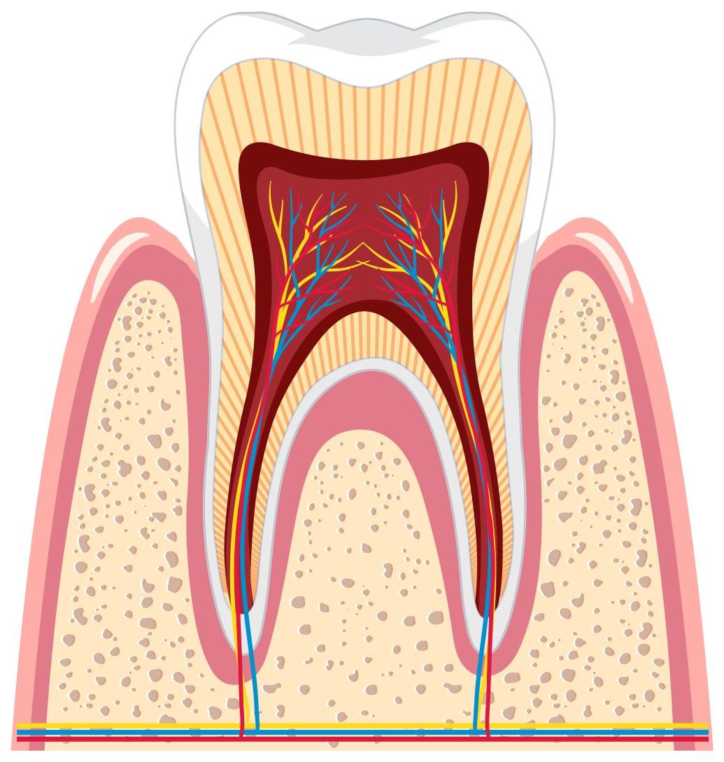 Root Canal Treatment - With The Best Endodontists In Dubai